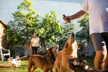 About Us - Paws Inn Botany Bay