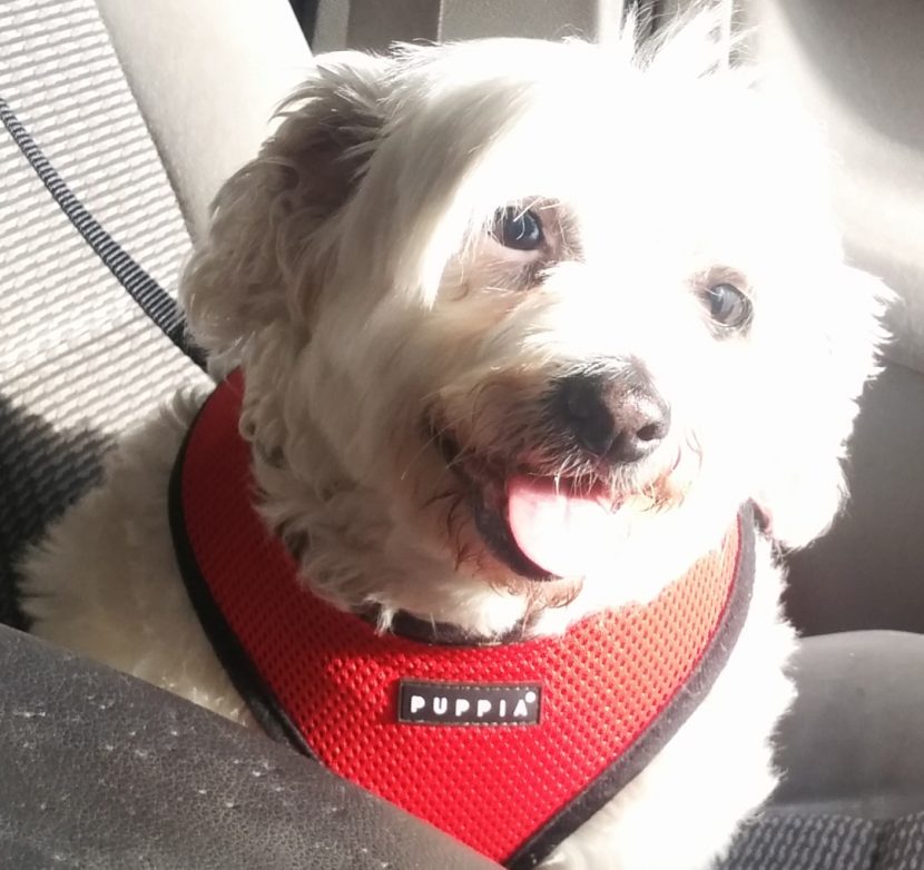 Doggy Heaven - Paws Inn Botany Bay